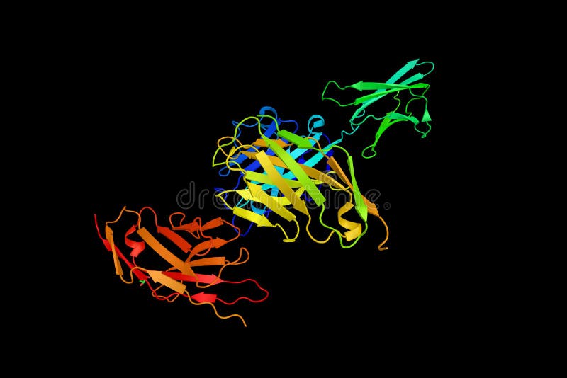 Programmed Cell Death Protein 1 3d, a Protein Stock Illustration ...