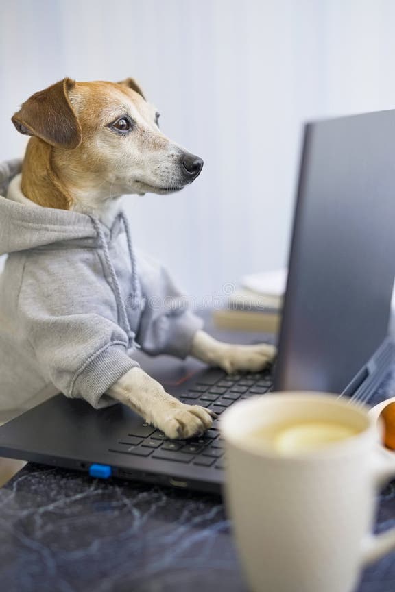Programmer Dog Coding with Laptop. Stock Photo - Image of laptop ...