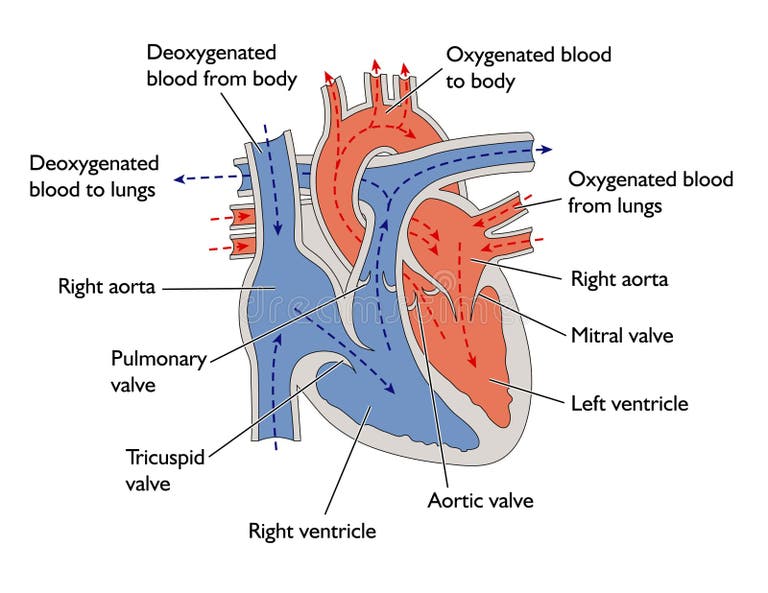 Progress of Blood through Heart Stock Vector - Illustration of biology ...