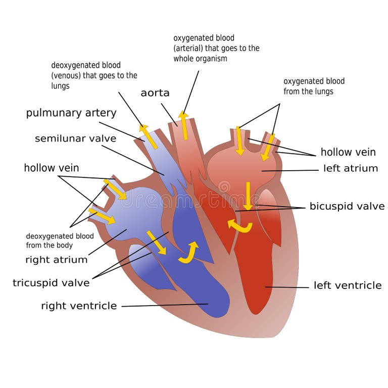 Blood Circulation Heart Stock Illustrations – 8,780 Blood Circulation ...