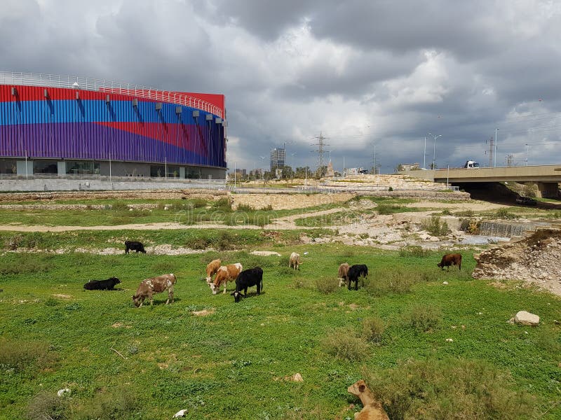Progress and nature stock photo. Image of cattle, transport - 244745194