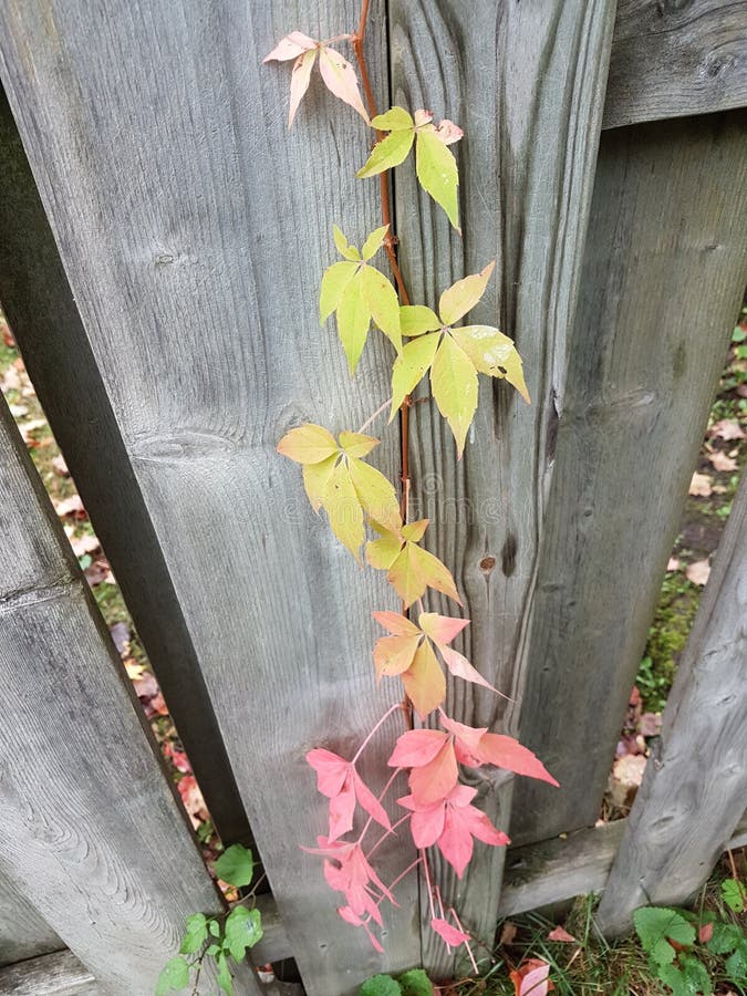 Progression of fall stock photo. Image of changing, fall - 105215822
