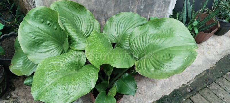 Proiphys Amboinensis & X28;daun Sepenuh& X29; Grows Large Planted in a ...