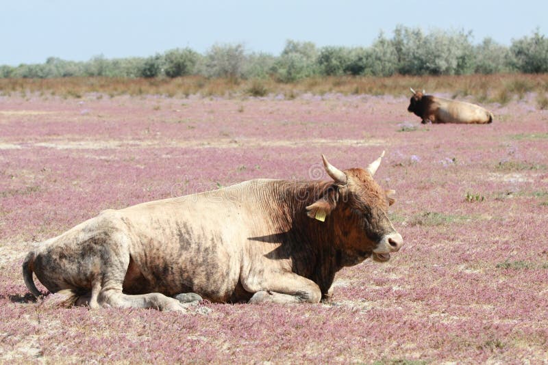Projeto foto de stock. Imagem de pancada, cavalos, animal - 32394228