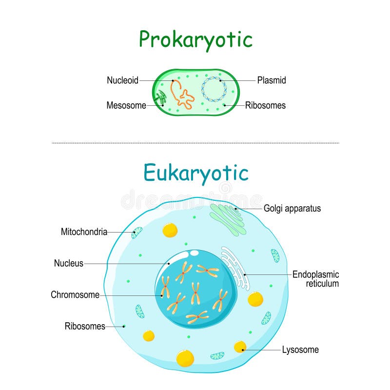 Prokaryotic Cell Structure Diagram, Vector Illustration Cross Section ... Prokaryotic Cell Structure Diagram, Vector Illustration Cross Section ...