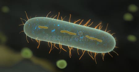 Prokaryotic Pathogenic Microorganisms Known As Bacilli are Rod-shaped ...