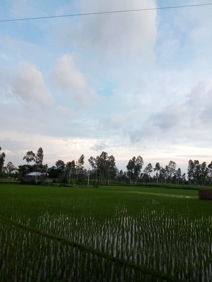 Prokiti stock photo. Image of prokiti, imsge, bangladesh - 124187190