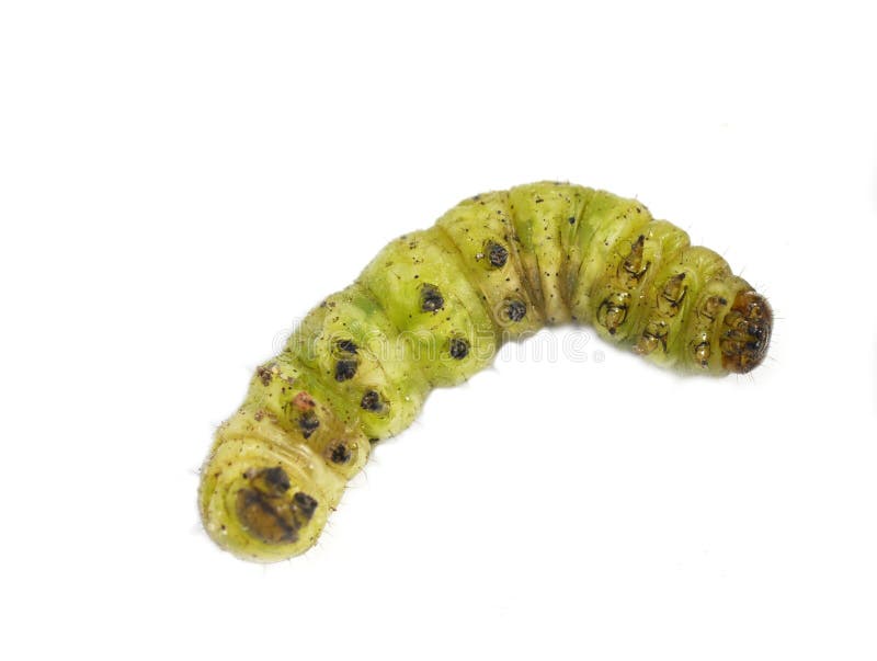 Prolegs stock photo. Image of worm, white, close, prolegs - 81823886