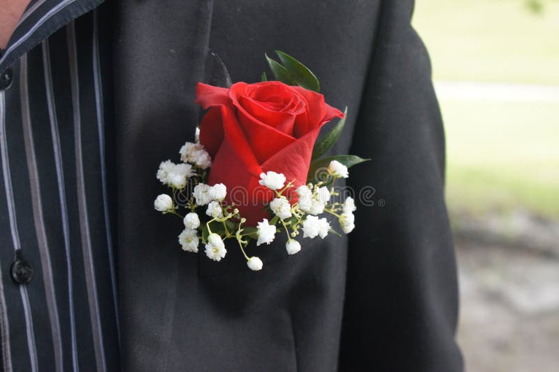 Prom rose stock photo. Image of rose, fancy, prom, flower - 99370008