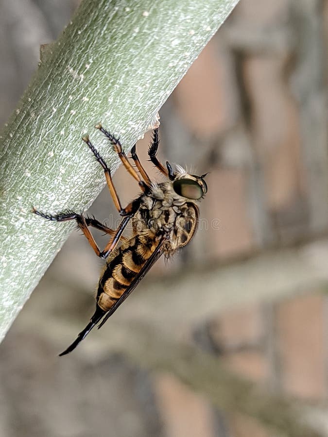 Vertebratusis Stock Photos - Free & Royalty-Free Stock Photos from ...