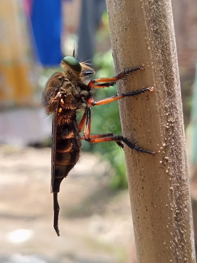 Promachus vertebratus stock image. Image of robber, vertebratus - 260334297