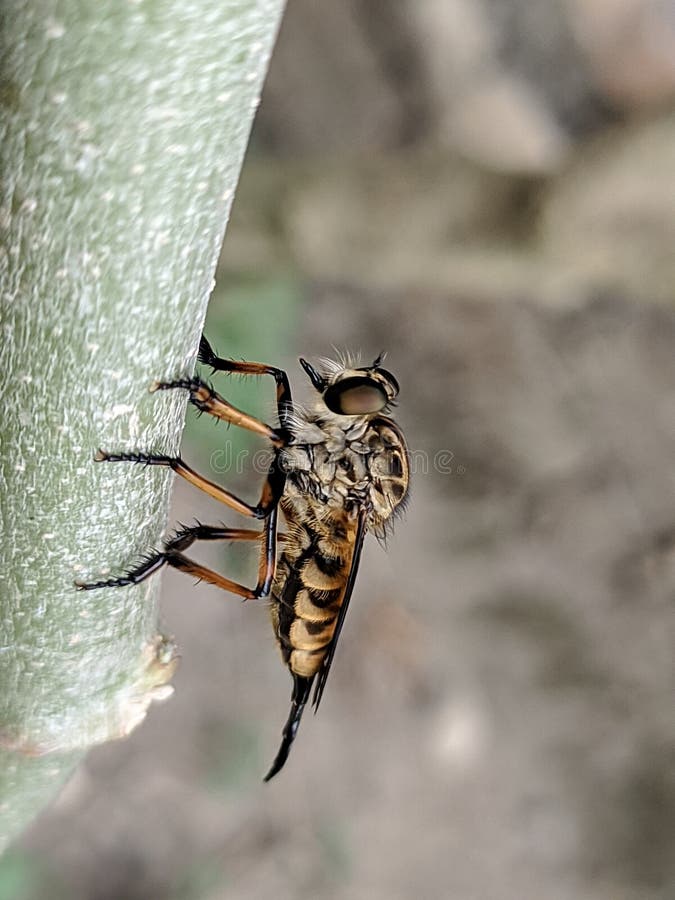Promachus Vertebratusnbsp Es Una Especie De Moscas Robber Imagen de ...