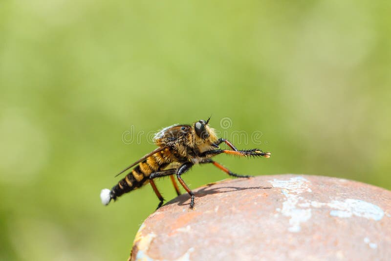 Promachus Yesonicus Stock Photos - Free & Royalty-Free Stock Photos ...