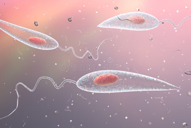 Promastigotes Av Den Leishmania Parasit Stock Illustrationer ...