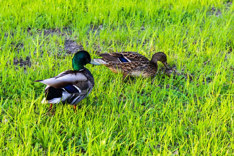 Images Promenade De Canard En Parc - Téléchargez 397 Photos libres de ...