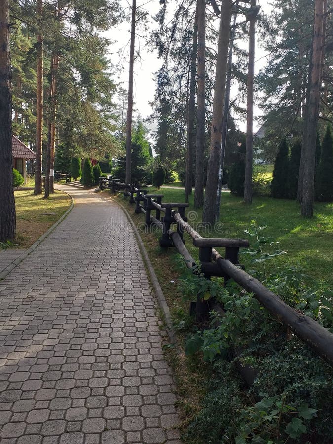 A Promenade through the Forest Stock Image - Image of greenwood, wood ...