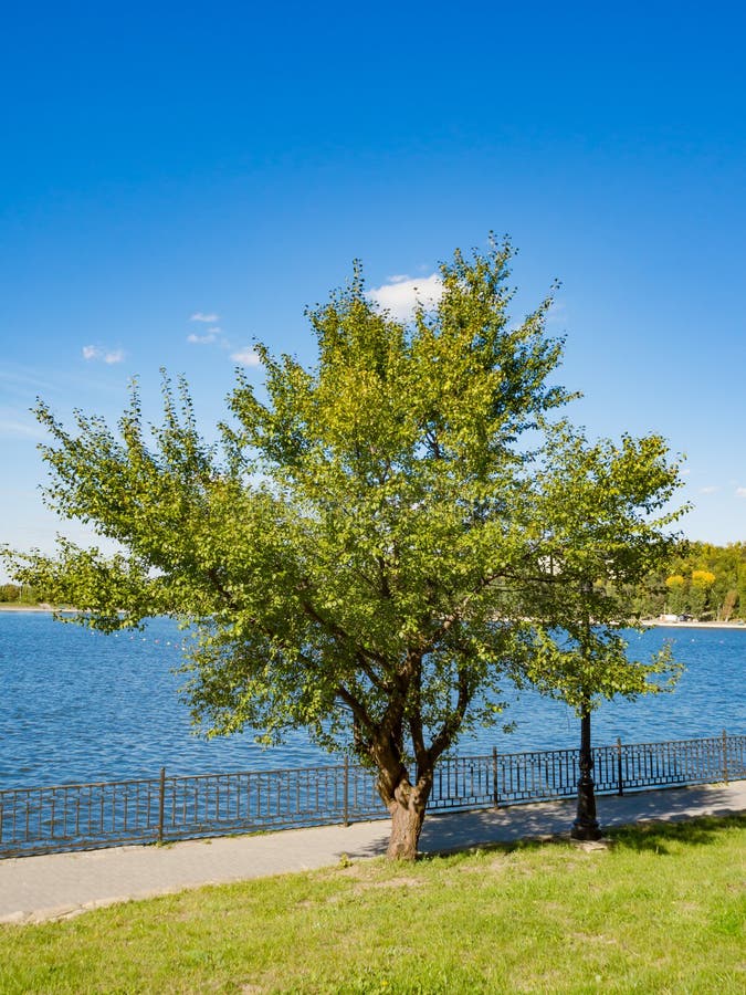 Promenade by the Lake with a Tree. Stock Photo - Image of park, path ...