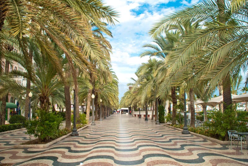 Promenade with palm trees stock photo. Image of promenade - 45410262