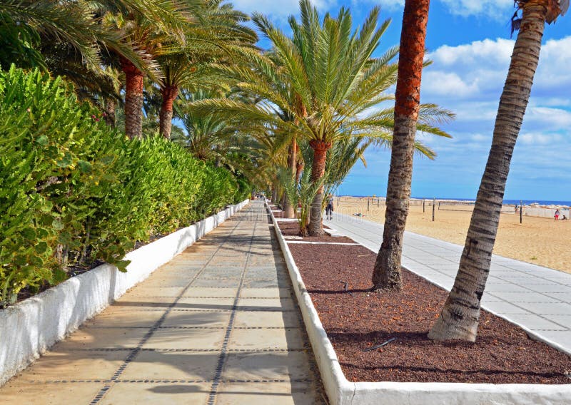 Promenade between Palm Trees in Playa Morro Jable Beach, Canary Islands ...