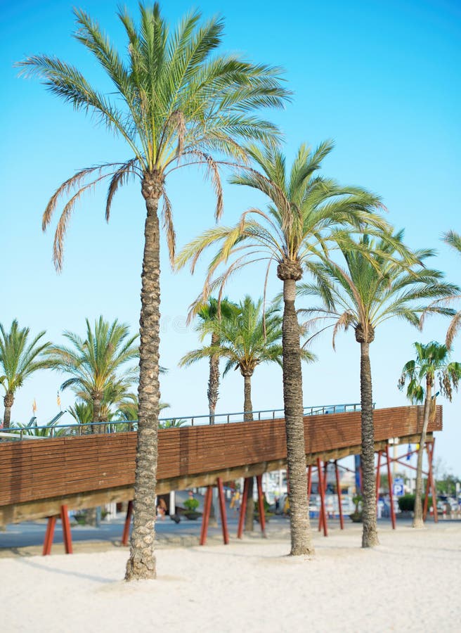 Promenade with palm trees. stock image. Image of resort - 79930637