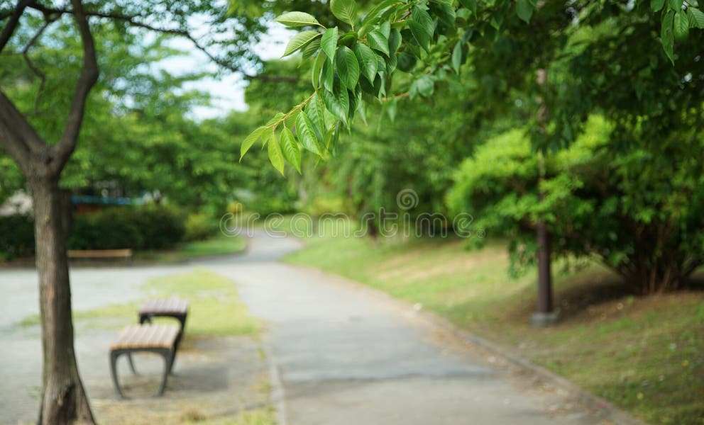 Promenade stock photo. Image of tree, outdoor, promenade - 247604700