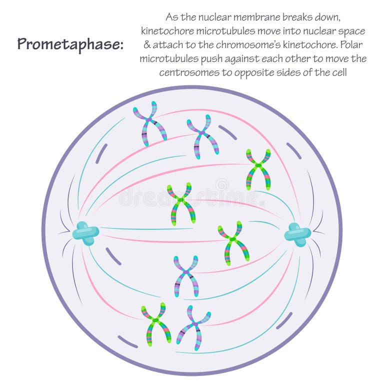 Prometaphase Stage of Mitosis Educational Science Graphic Stock Vector ...