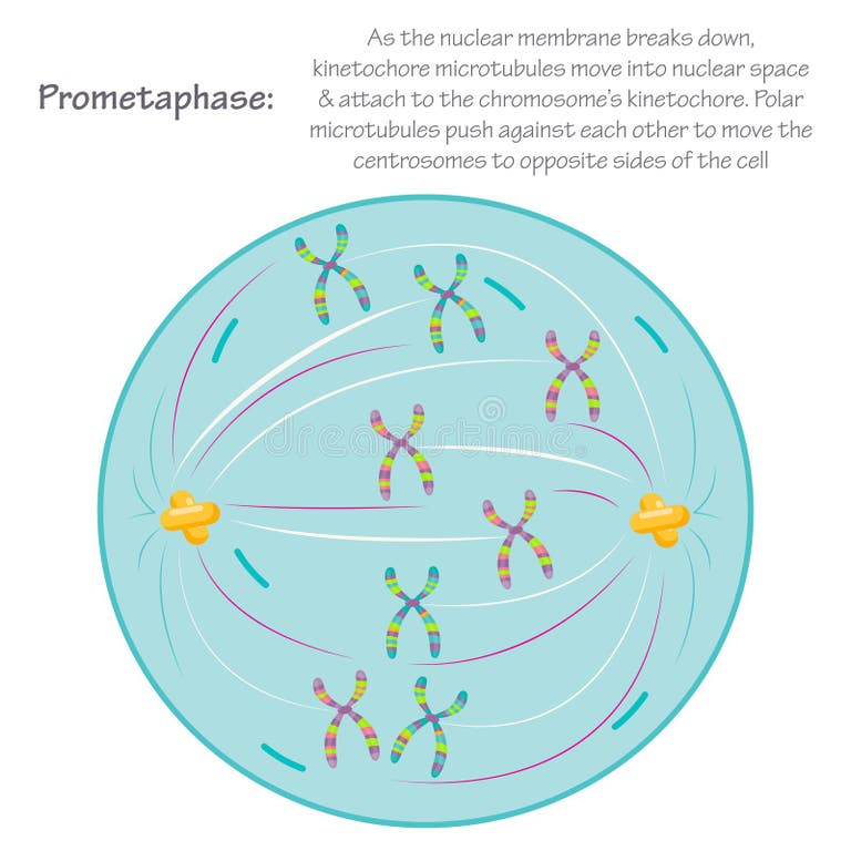 Prometaphase Stage Stock Illustrations – 15 Prometaphase Stage Stock ...