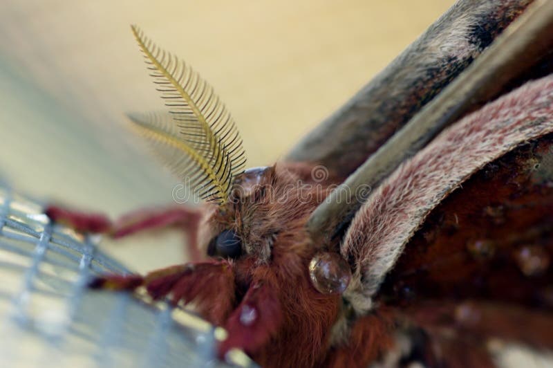 Promethea Silkmoth stock photo. Image of head, side, single - 1349596