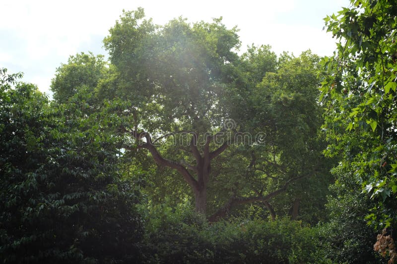 Lush Green Trees with Thick Foliage Filling the Scene. Hyde Park, UK ...