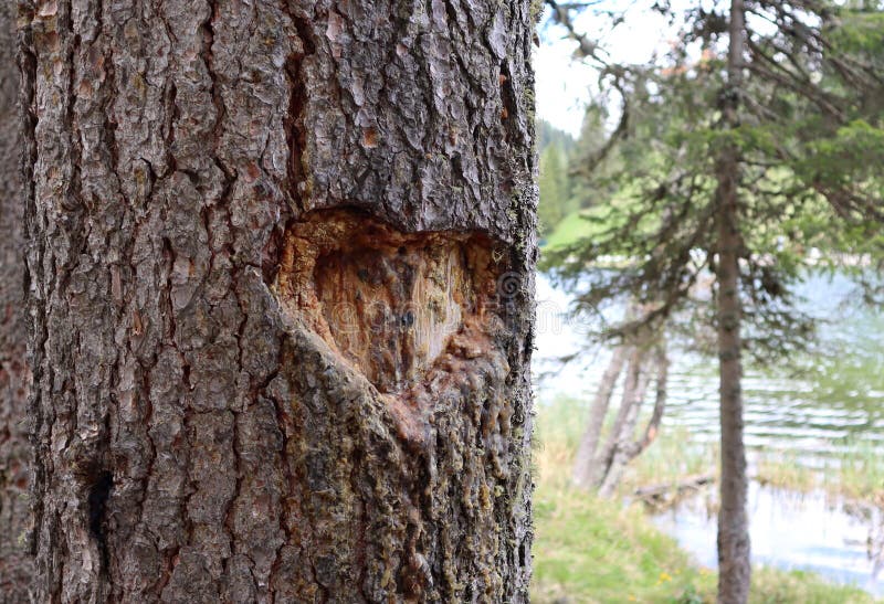 Heart Engraved in the Bark of a Tree Stock Photo - Image of tree ...