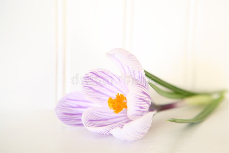 Promise of Spring stock photo. Image of blossom, purple - 7442438