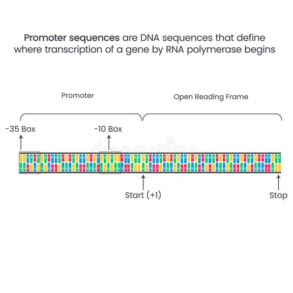 Promoter DNA Sequences Genome Sciences Vector Illustration Infographic ...