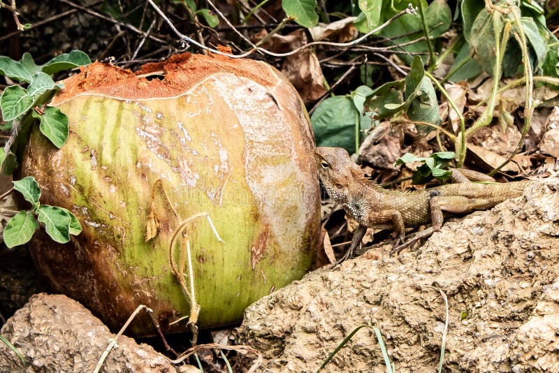 Promthep de Yaman Mutart foto de archivo. Imagen de lugares - 125750646