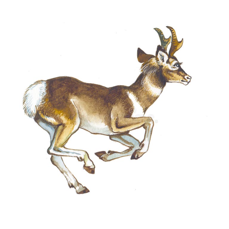 Pronghorn Drawing Stock Illustrations – 92 Pronghorn Drawing Stock ...