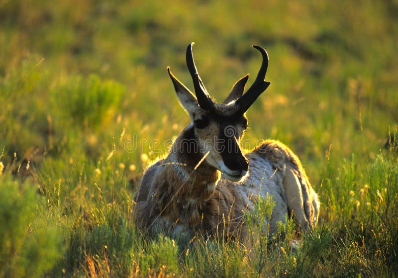 Pronghorn stock photo. Image of horns, south, antelope - 8228526