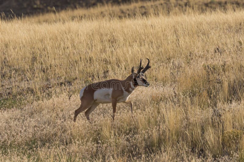Pronghorn Antelope Buck Backlit Stock Image - Image of animal, antelope ...
