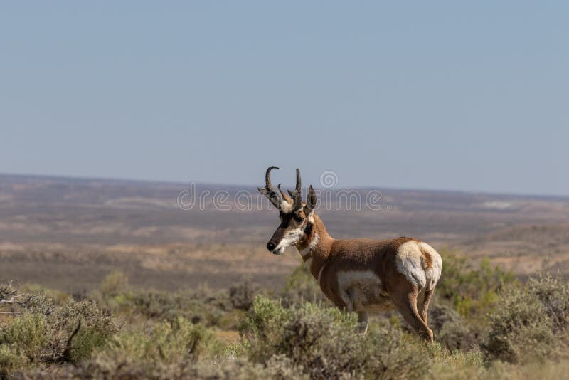 Pronghorn Antelope Buck in the Desert Stock Image - Image of antelope ...