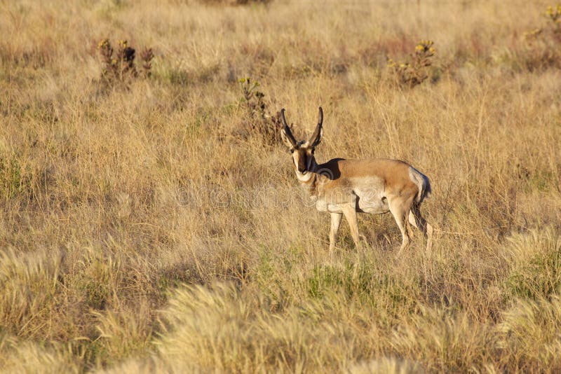 Antelope Buck stock image. Image of wyoming, grass, pronghorn - 1696029