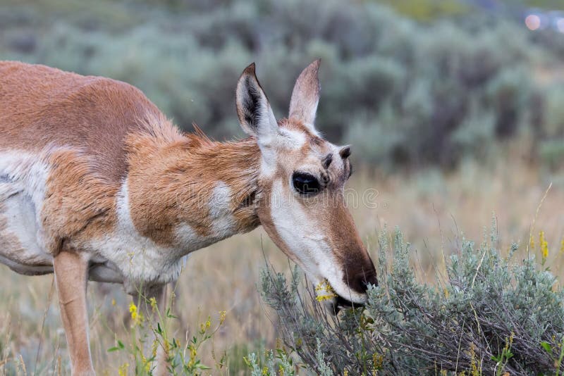 Pronghorn Antelope Fawn stock image. Image of prairie - 57747797