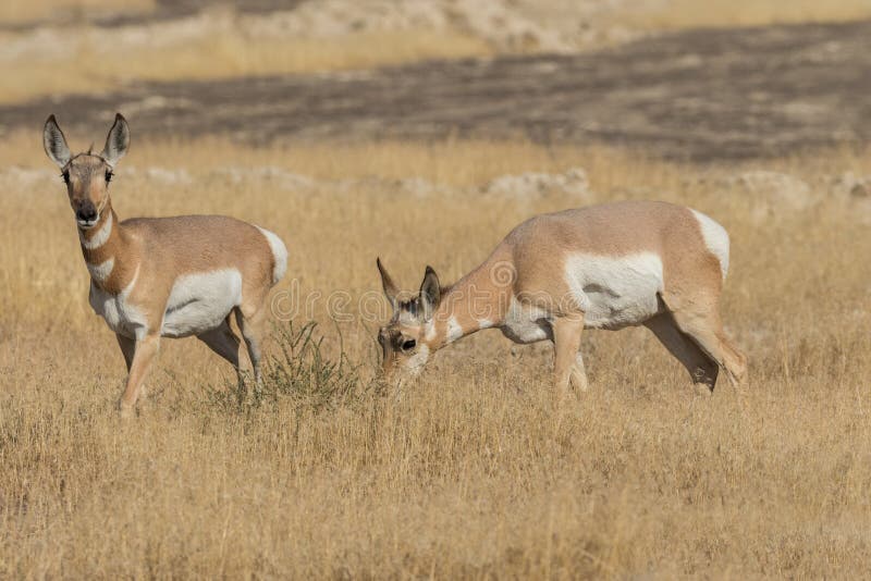 Pronghorn Antelope Does stock image. Image of wild, animal - 102430639