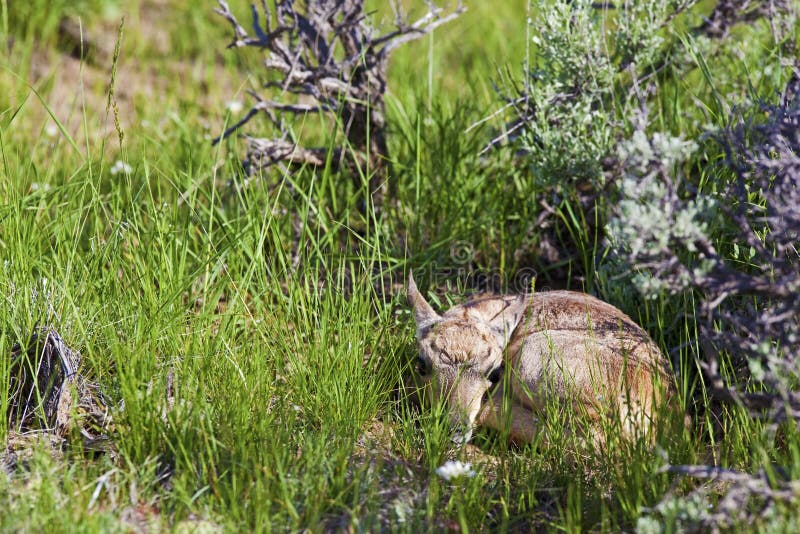 Pronghorn Antelope fawn stock photo. Image of antilocapra - 28580814