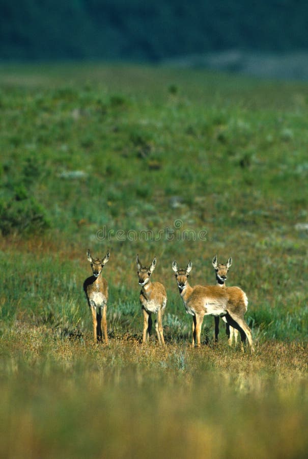 Pronghorn Antelope Fawns stock image. Image of antelope - 10102079