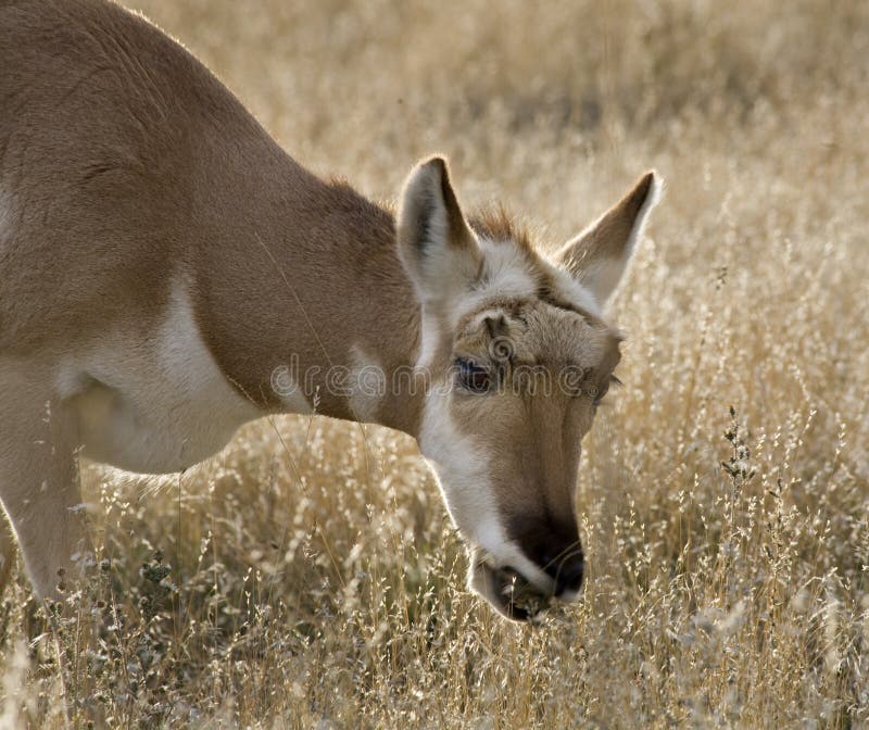 Pronghorn Antelope Grazing Montana Stock Photo - Image of mammal ...
