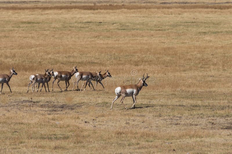 Pronghorn Antelope Herd in Rut Stock Photo - Image of animal, nature ...