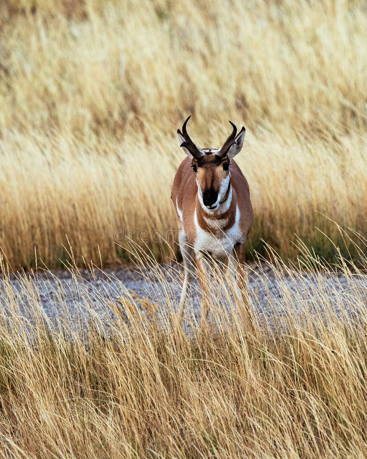 Pronghorn Antelope Looking at the Camera Stock Image - Image of ...