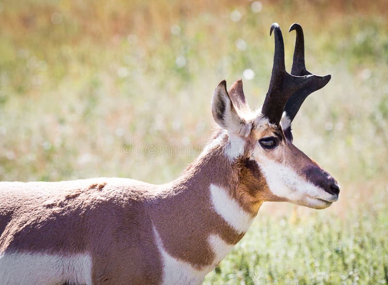 Pronghorn Antelope stock photo. Image of national, animal - 44579318