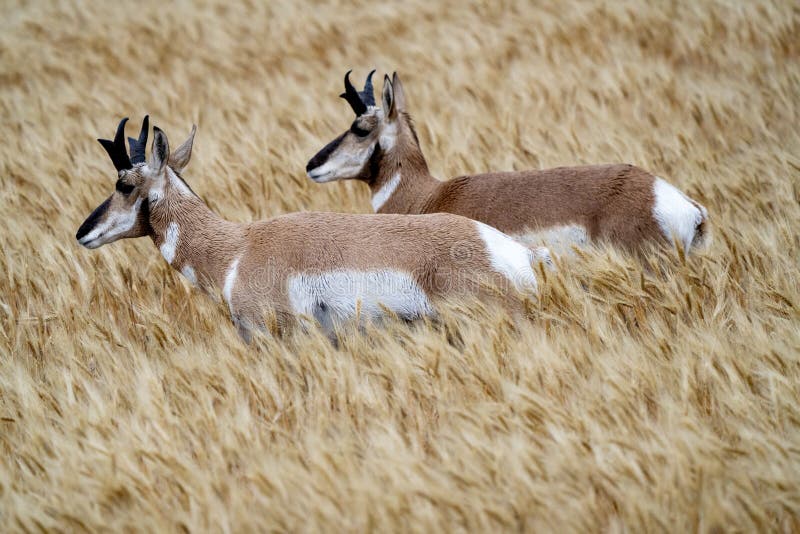 Pronghorn Antelope Prairie Canada Stock Image - Image of horn, plains ...