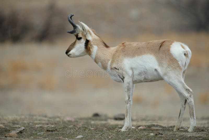 Pronghorn Antelope profile stock photo. Image of grassland - 39347228