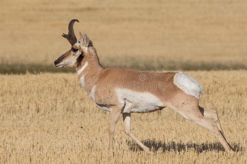 Antelope running stock image. Image of sahara, nasomaculatus - 9796843