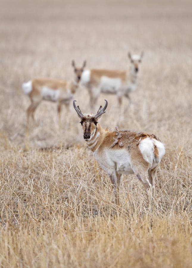 Pronghorn Antelope Saskatchewan Stock Photo - Image of farm, prairie ...
